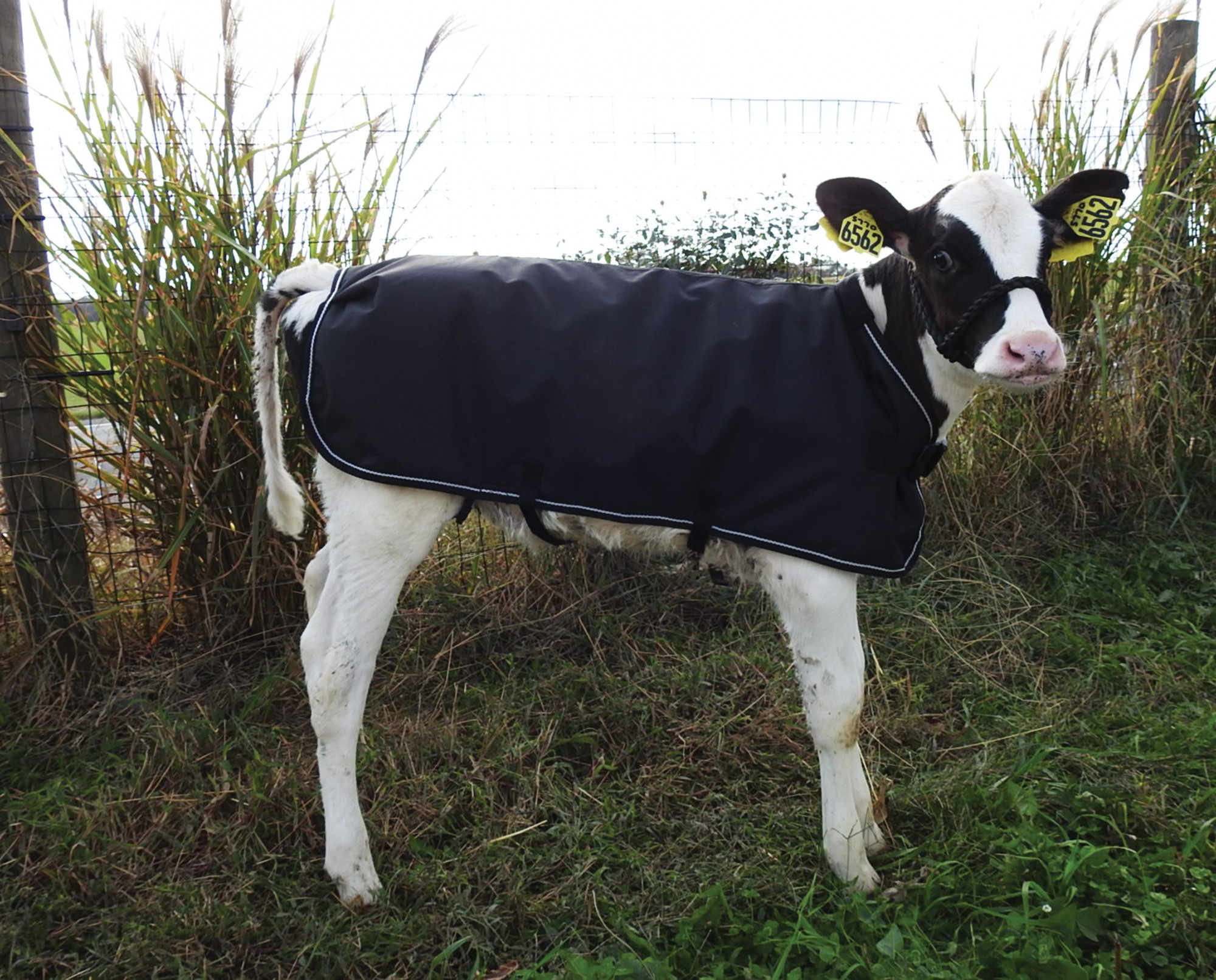 Weatherbeeta Calf Coat (Black) - Old Dairy Saddlery