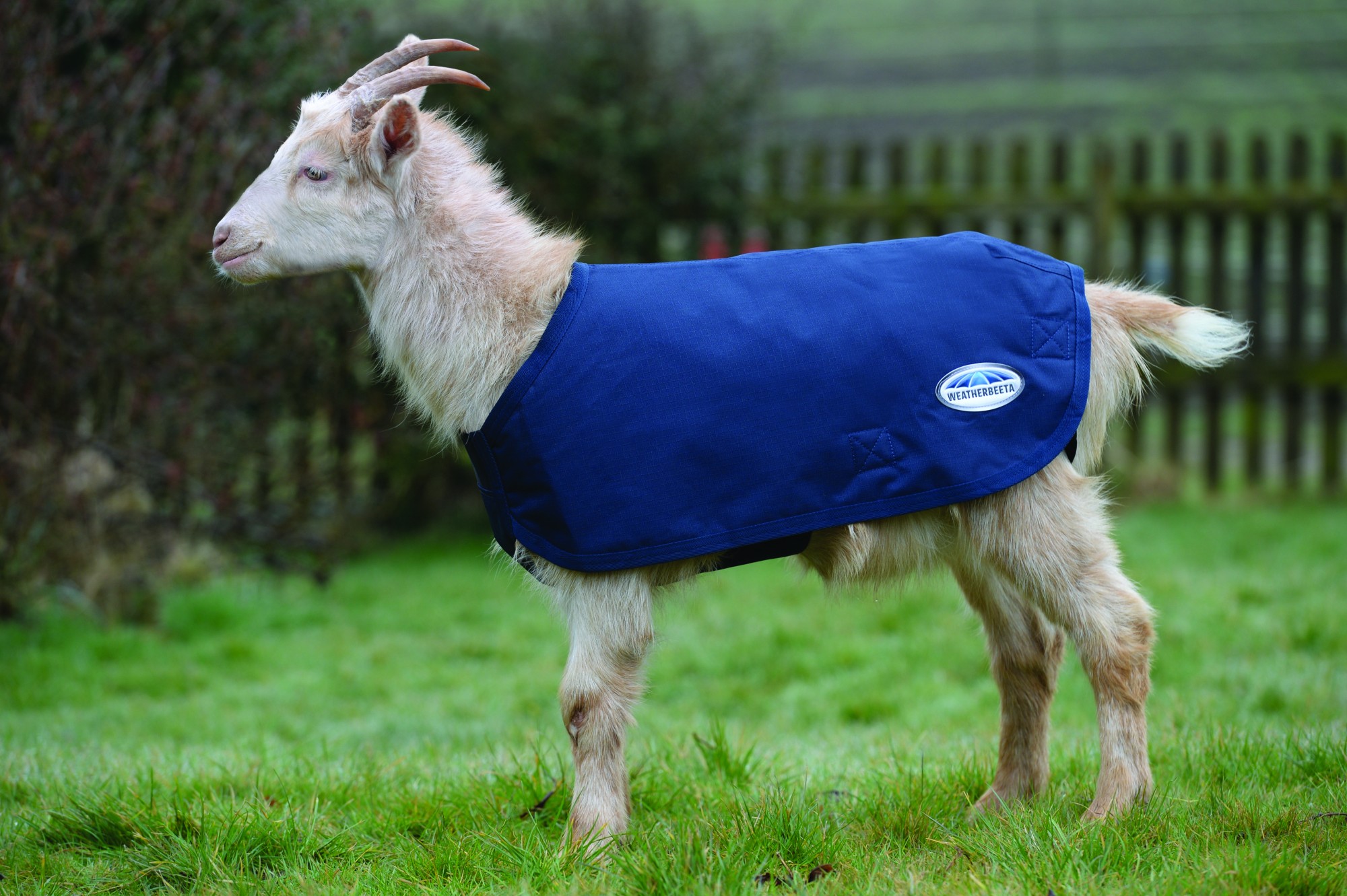 Weatherbeeta Deluxe Goat Coat (Navy) - Old Dairy Saddlery