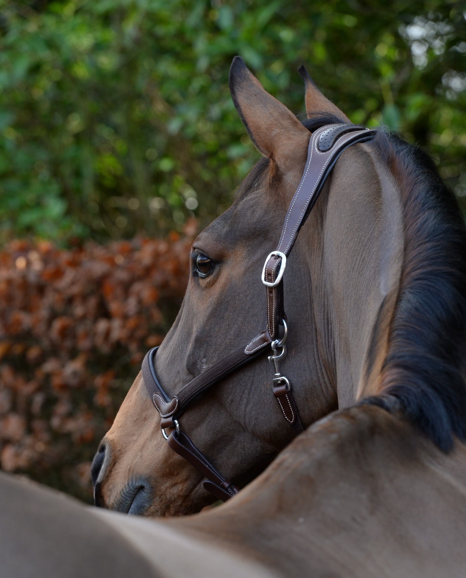 Collegiate Comfitec Leather Headcollar (Black) - Old Dairy Saddlery