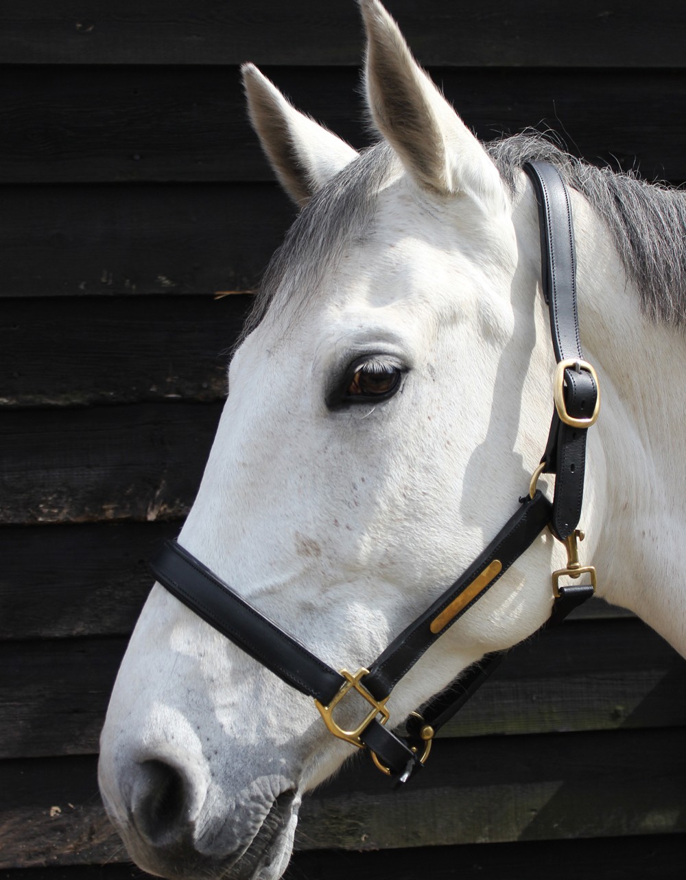 JHL Leather Headcollar Black - Old Dairy Saddlery