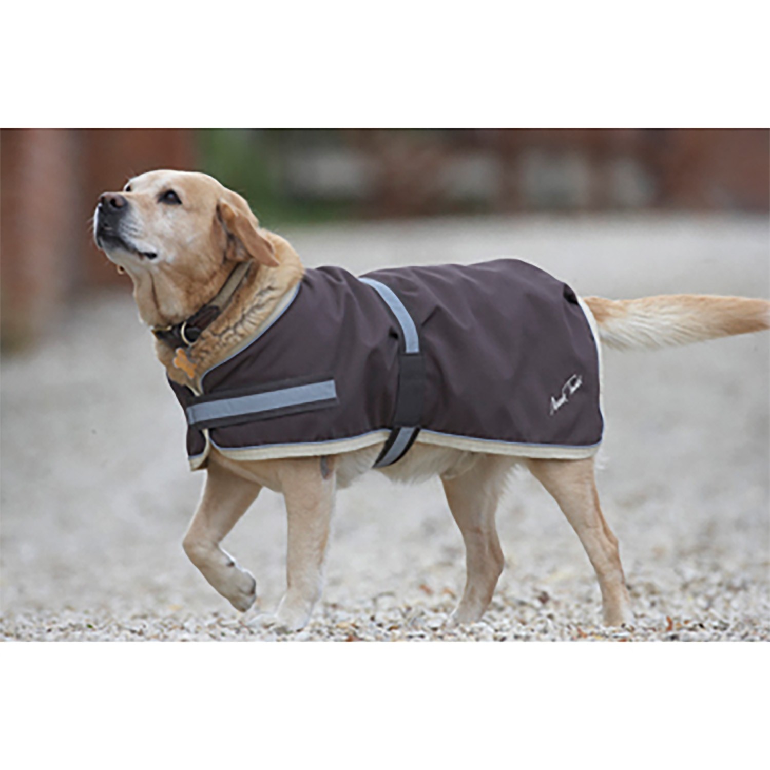 Mark Todd Waterproof Dog Rug in Navy - Old Dairy Saddlery
