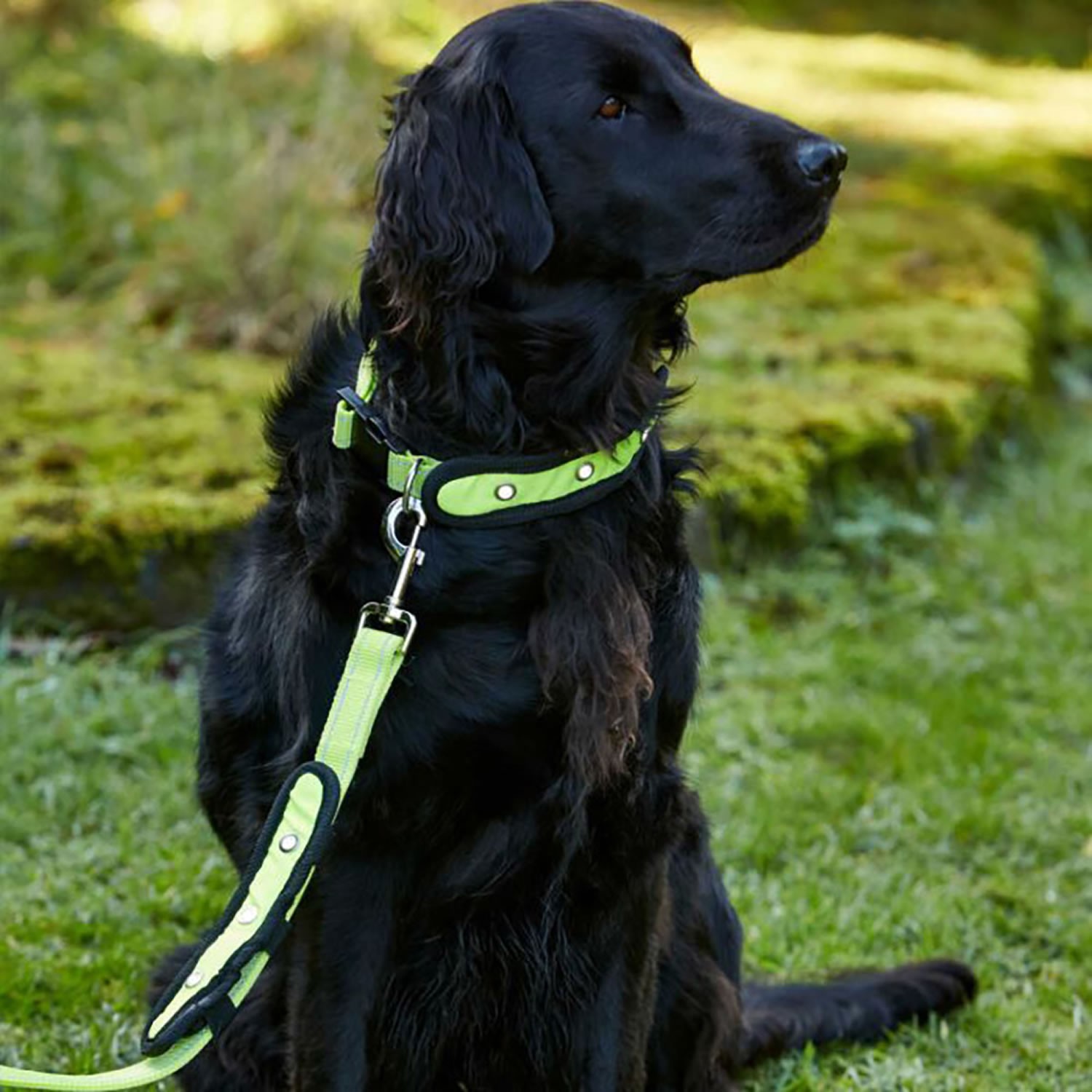 Woofmasta Hi-Viz Flashing Dog Lead (Fluorescent Yellow) - Old Dairy ...