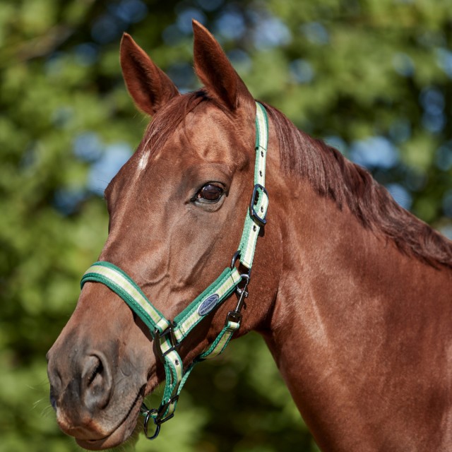 Weatherbeeta Coordinate Headcollar (Dark Green/Tan/Light Green) - Old ...