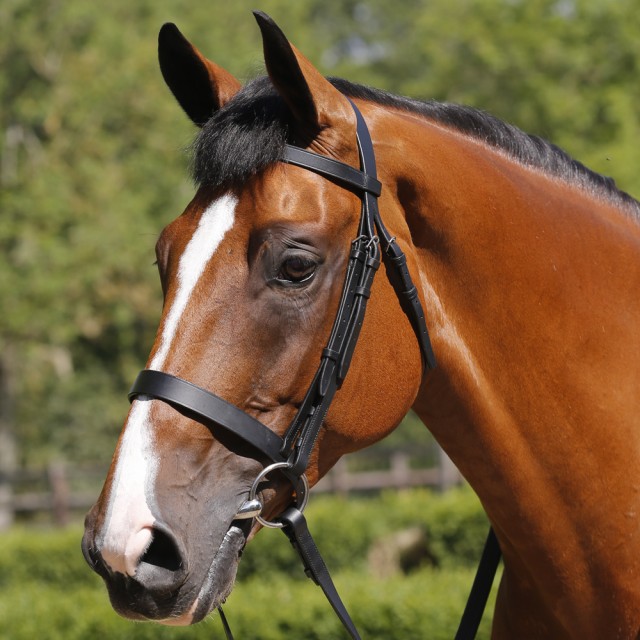 JHL Plain Cavesson Bridle Black - Old Dairy Saddlery